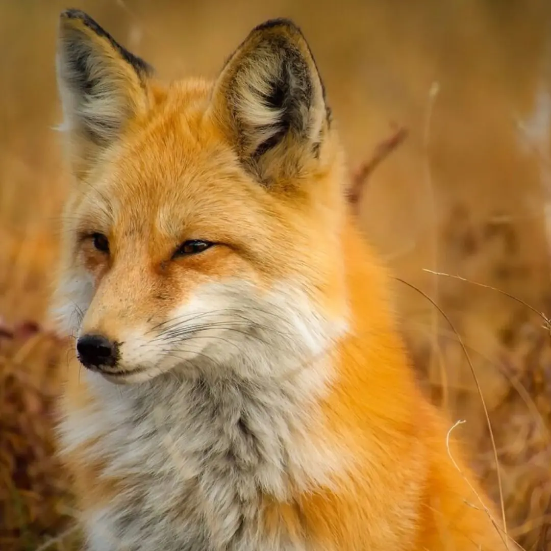 The Lantern Fox